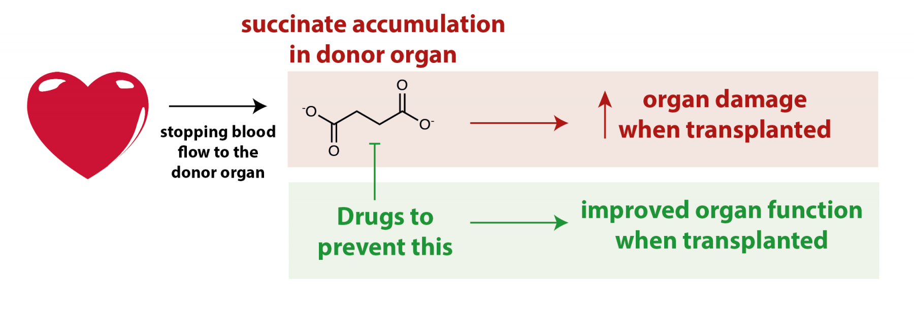 Keep organs cool for transplantation – SciGlow | All Science News In ...
