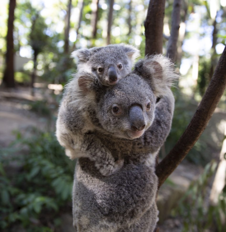 Koala epidemic provides lesson in how DNA protects itself from viruses ...