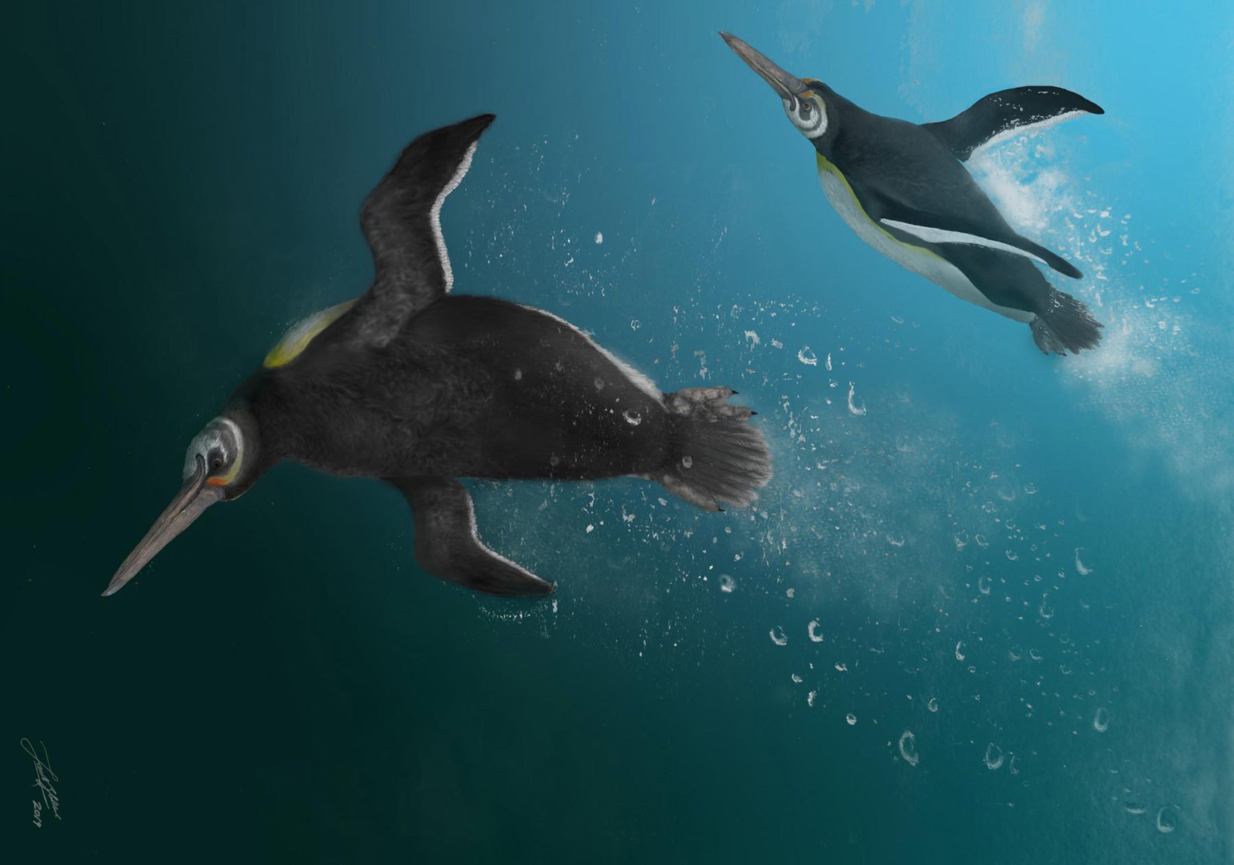 When penguins ruled after dinosaurs died – SciGlow | All Science News ...
