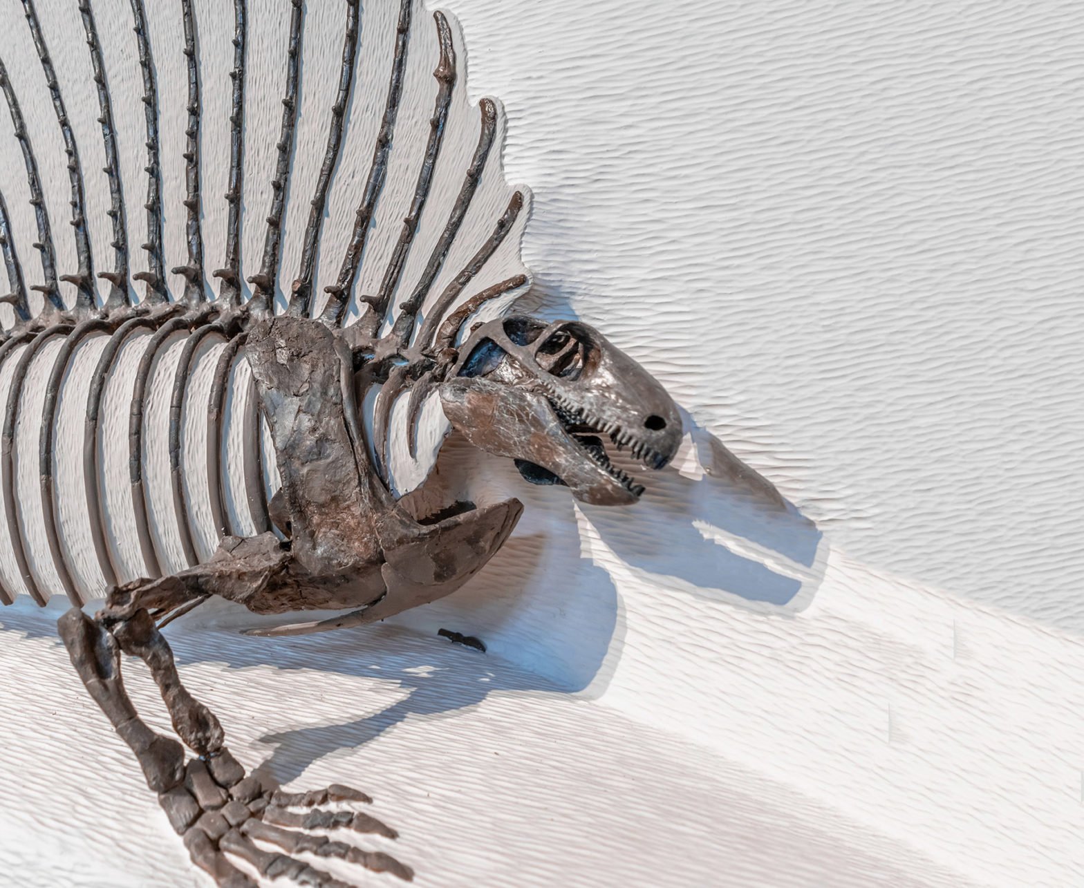 How and when spines changed in mammalian evolution – SciGlow | All ...