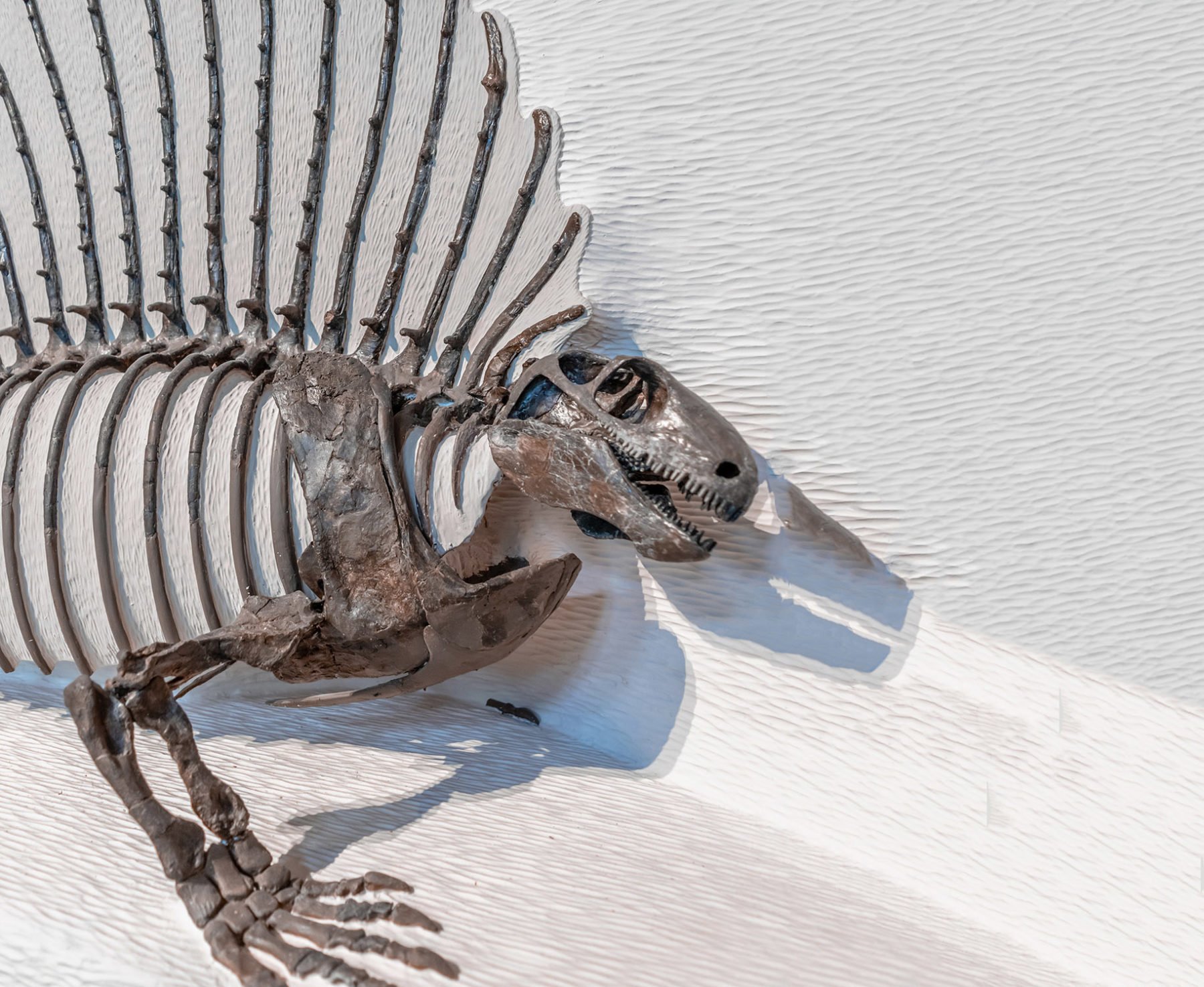 How and when spines changed in mammalian evolution – SciGlow | All ...