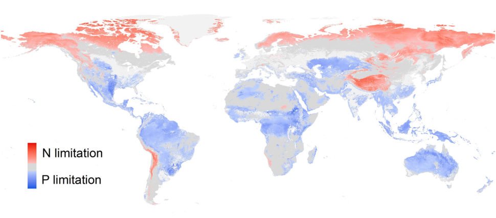 Solving the enigma of global terrestrial nitrogen and phosphorus ...